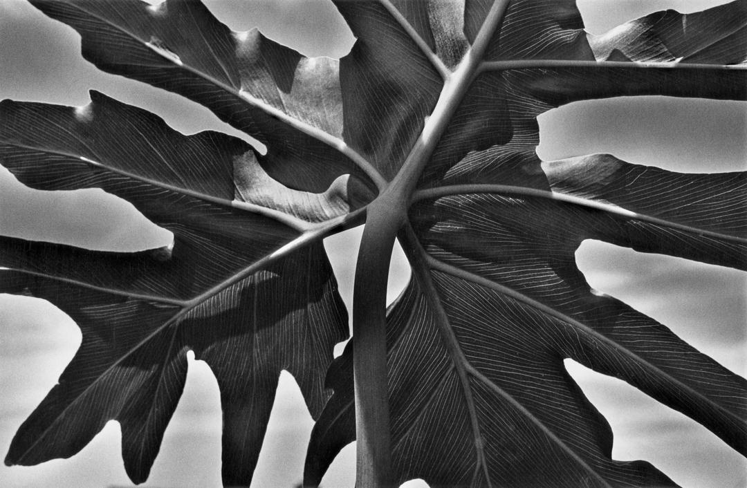Split Leaf Philodendron · Brooklyn Museum
