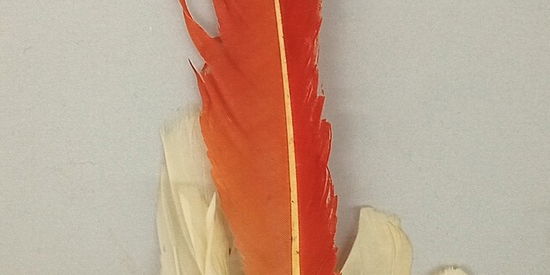 Feathers · Brooklyn Museum