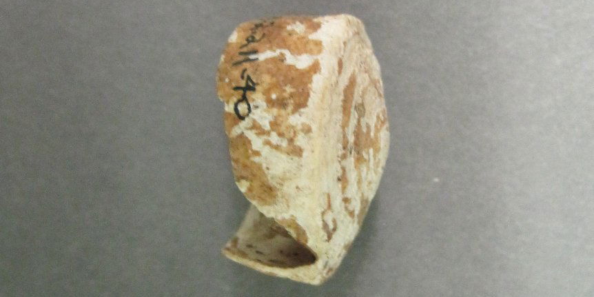 Snail Shell · Brooklyn Museum