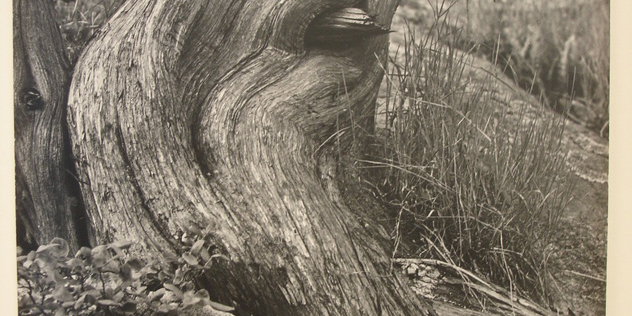 Cypress Tree · Brooklyn Museum