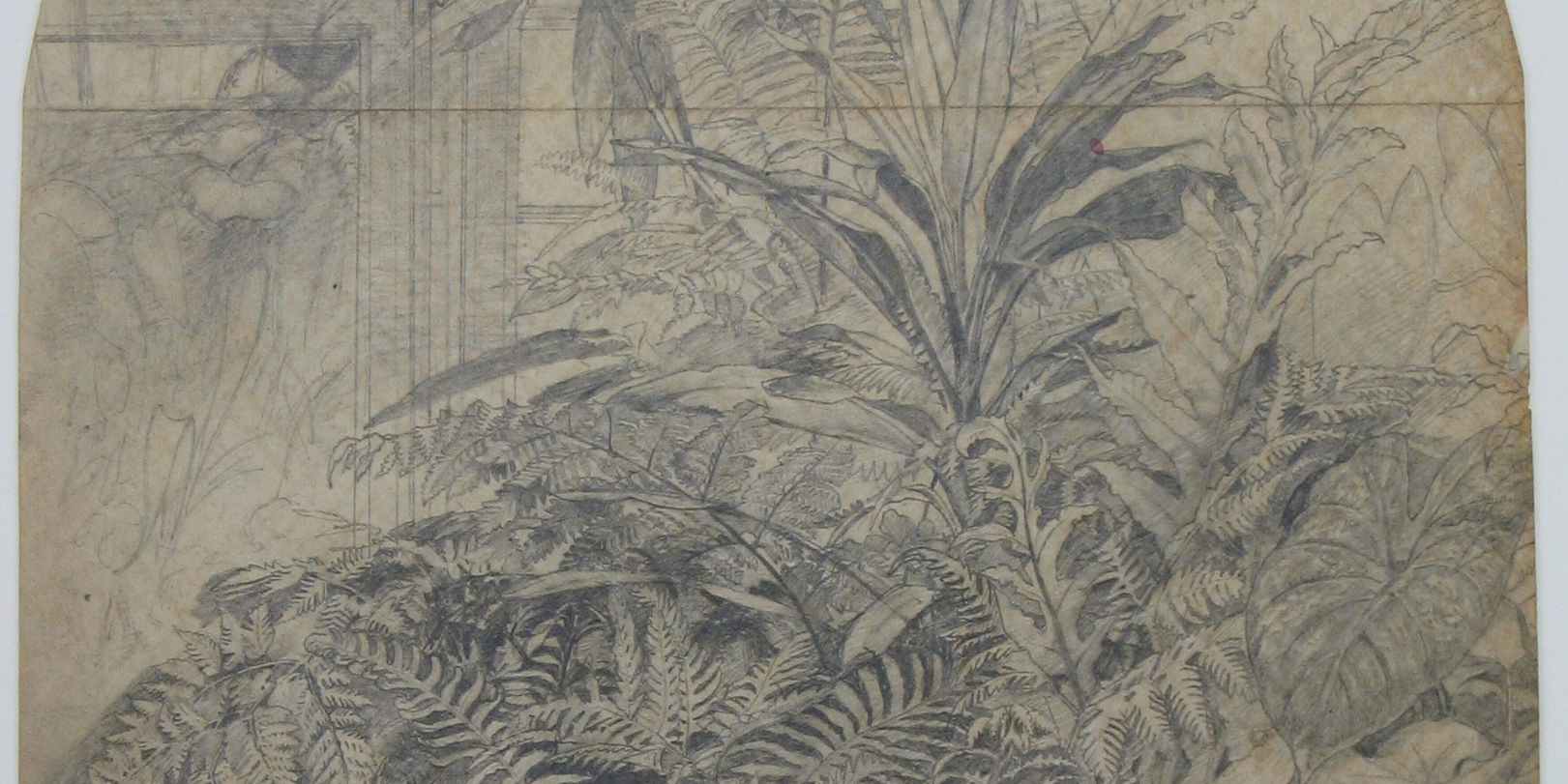 Ferns · Brooklyn Museum