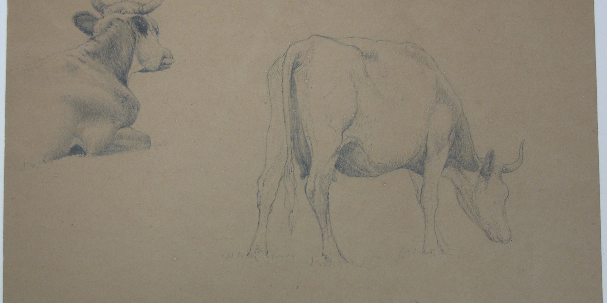 Study of Cows · Brooklyn Museum
