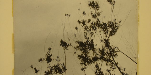 Drooping Branches · Brooklyn Museum